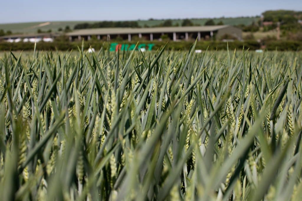 RGT Lantern, Specialist Second Wheat With First-wheat Yields - Ragt UK