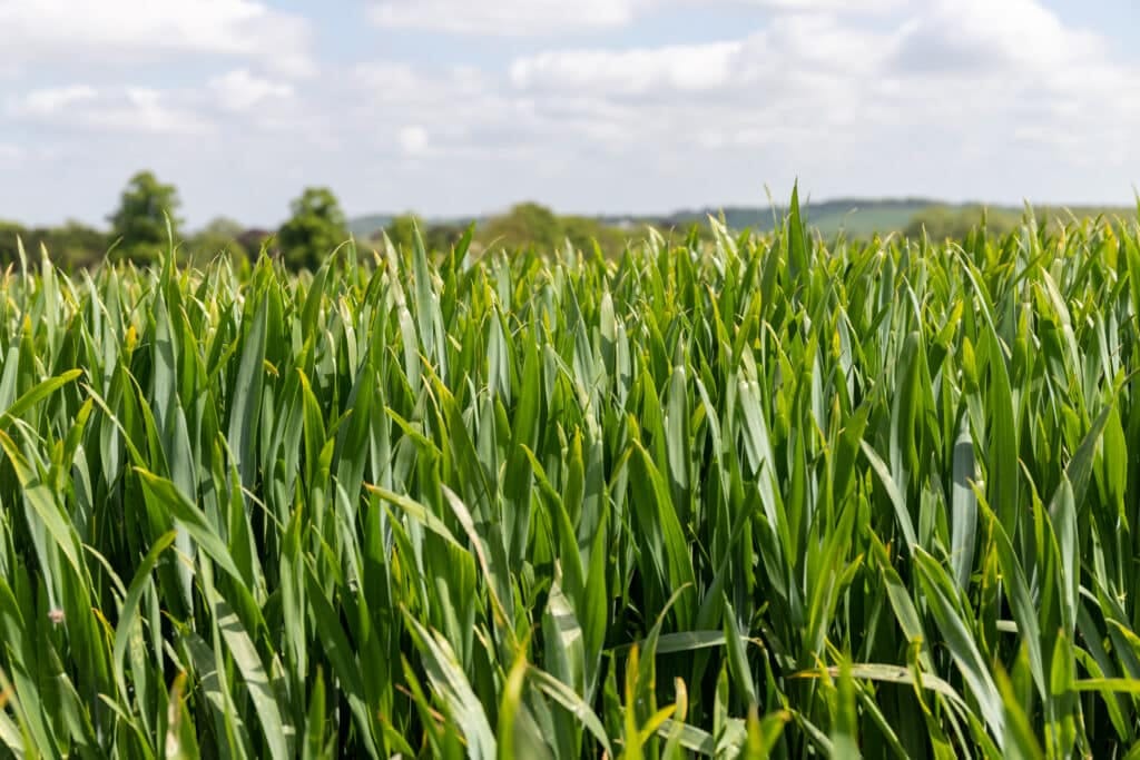 Good Quality Grain And Plenty Of It – RGT Grouse Overcomes The Odds In ...