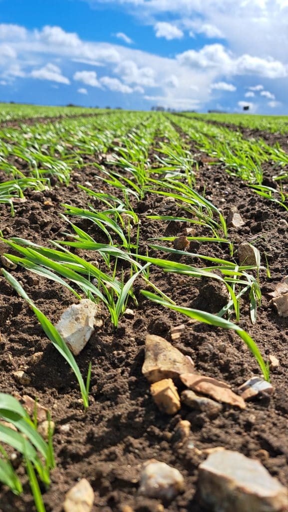Arrow Receives Full MBC Approval For Malt Distilling - Ragt UK